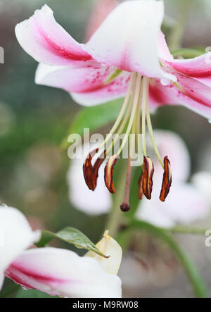 Pink lily ( Lilium Acapulco) plant in bloom Stock Photo - Alamy