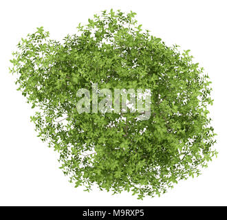 top view of apple tree isolated on white background. 3d illustration ...