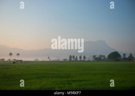 Rice paddy field, Kota Belud, Sabah, Malaysia, Borneo Stock Photo - Alamy