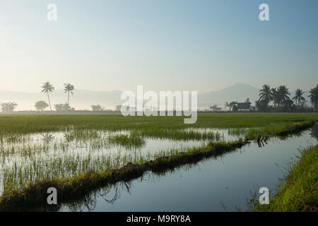 Rice paddy field, Kota Belud, Sabah, Malaysia, Borneo Stock Photo - Alamy