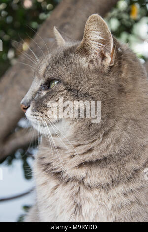 Cats of Paphos Cyprus Stock Photo - Alamy