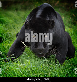 Black Panther, panthera pardus, Adult Snarling, in Defensive Posture ...