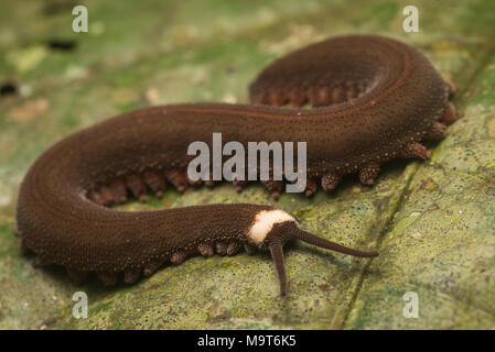 An extremely strange, odd, and primitive animal; this is a velvet worm ...