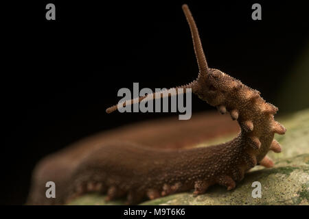 An extremely strange, odd, and primitive animal; this is a velvet worm ...