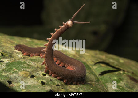 An extremely strange, odd, and primitive animal; this is a velvet worm ...