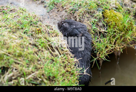 Rare black european water vole (Arvicola amphibius) in the Scottish ...