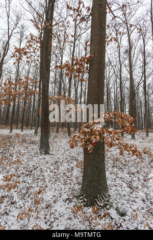 Moravian oak forest in winter Stock Photo - Alamy
