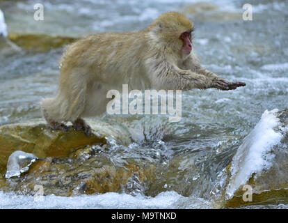 Snow monkey in jump. Winter season. The Japanese macaque ( Scientific ...