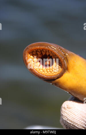 Lamprey trap site Stock Photo - Alamy