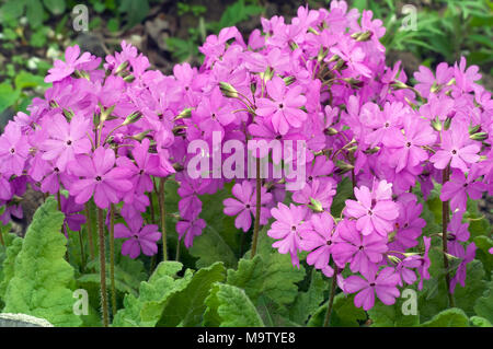 Japanese primrose (Primula sieboldii). Known also as Asiatic primrose ...