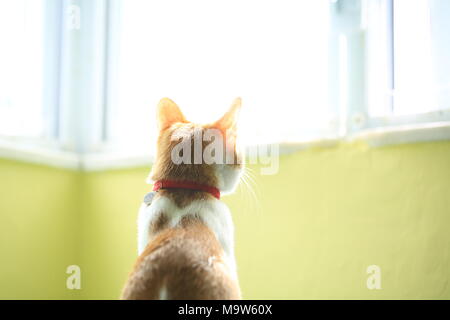 cute cat watching window for freedom Stock Photo - Alamy