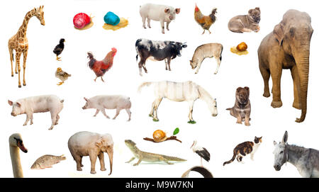 Farm animals. Cow, pig and chicken stand on each other Stock Photo - Alamy