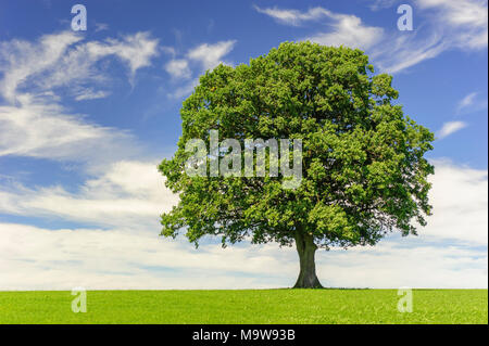 oak tree in field Stock Photo - Alamy