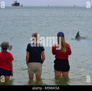 Bottlenose dolphin at Dolphin Discovery Centre, Koombana Bay, Bunbury ...