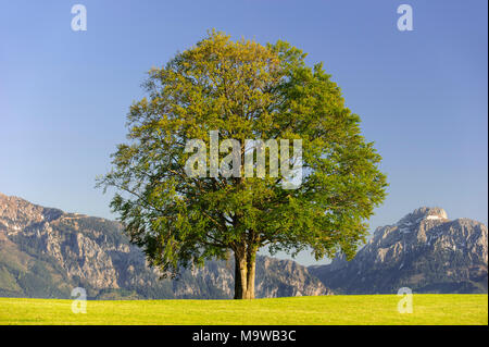 single big beech tree in field with perfect treetop Stock Photo - Alamy