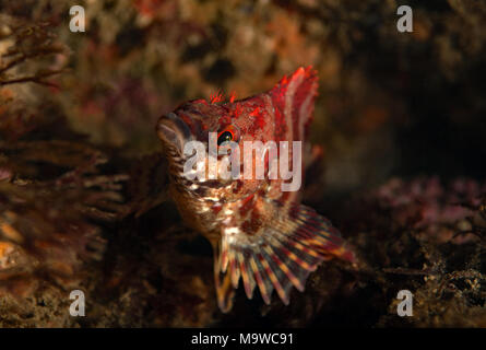 Painted Greenling fish underwater, Oxylebius pictus Stock Photo - Alamy