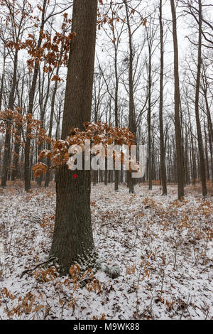Moravian oak forest in winter Stock Photo - Alamy