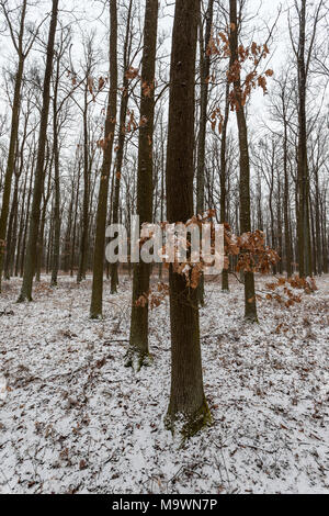 Moravian oak forest in winter Stock Photo - Alamy