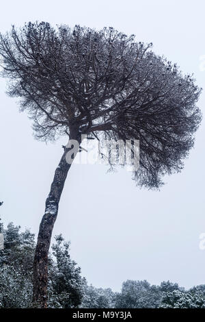 Snowy mediterranean forest in the province of Barcelona, Catalonia ...
