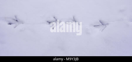 Pheasant tracks in snow Stock Photo - Alamy