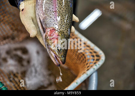 Coleman National Fish Hatchery. A Central Valley Steelhead Stock Photo ...