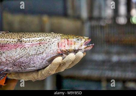 Coleman National Fish Hatchery. A Central Valley Steelhead Stock Photo ...