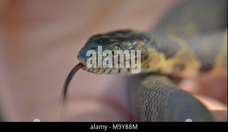 Common watersnake (Nerodia sipedon) captured near Roseville, CA ...