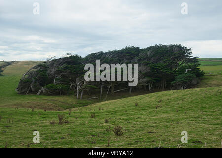 Trees battered by Antarctic winds in the Roaring Forties, Slope Point ...