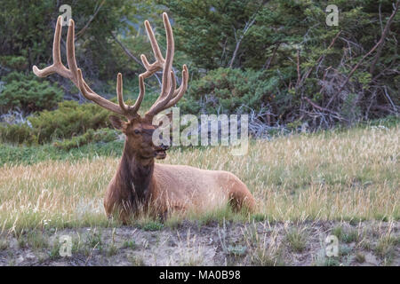 bull elk with magnificent rack, resting amongst the wild grass in ...