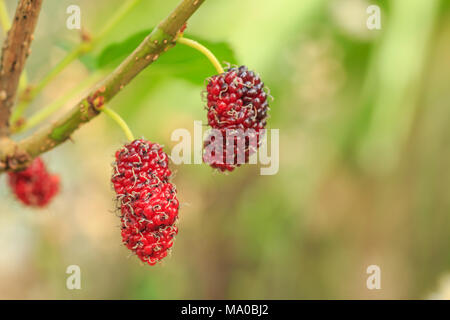 Fresh ripe mulberry berries on tree Stock Photo - Alamy