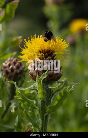 Yellow flowers of the Bighead knapweed (Centaurea macrocephala) in a ...