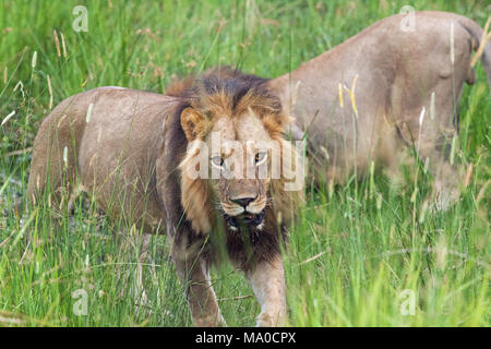 Male lion (Panthera leo) passing by an elephant (Elephas maximus) at ...