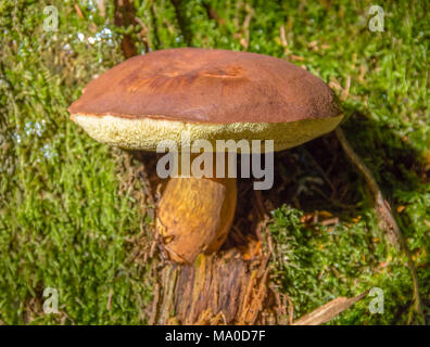 Bay bolete fungus Stock Photo - Alamy