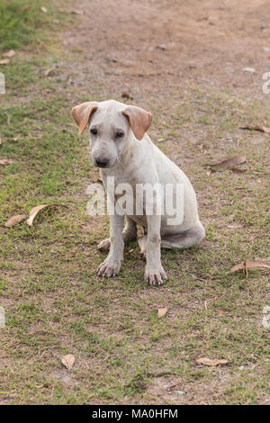 A lonely sad thin white dog howls waiting at the turn of the road in ...