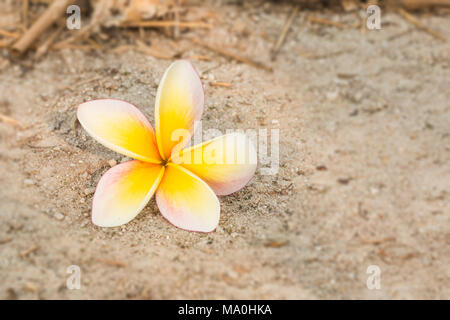 plumeria fall on the ground Stock Photo - Alamy
