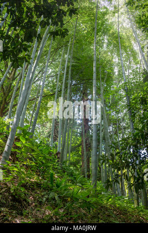 The flourish bamboo forest, Adgara, Georgia Stock Photo - Alamy