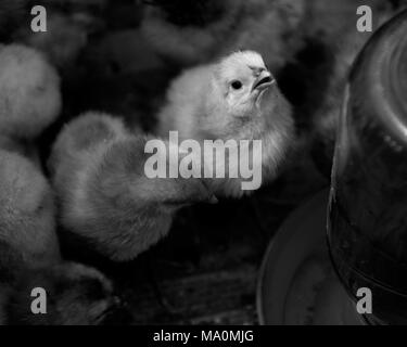 Amish farm, mixed flock of pure breed chicks Stock Photo - Alamy