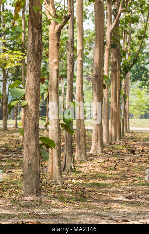 Teak trees plantation Tectona grandis ; kerala ; india Stock Photo - Alamy