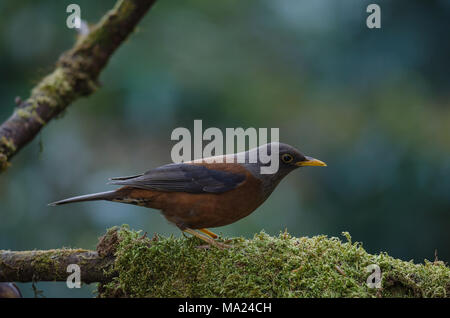 Chestnut thrush (Turdus rubrocanus) bird in nature Thailand Stock Photo ...