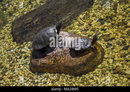 Turtles found by the side of a small lake Stock Photo - Alamy
