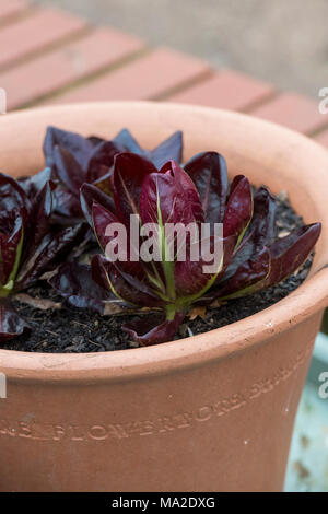 Chicory ‘Rossa di Treviso’. Radicchio 'Rossa di Treviso' growing in a ...