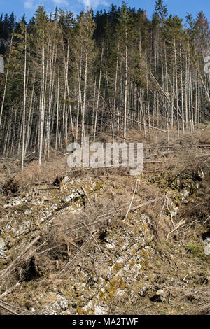 Pine tree being cut down in a confined space by a professional with ...