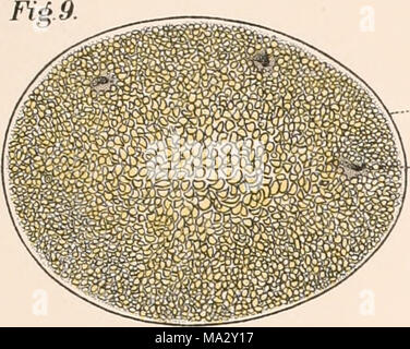. The embryology and metamorphosis of the Macroura Stock Photo - Alamy