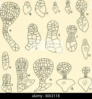 . Embryogenesis in plants Stock Photo - Alamy