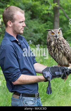 Handler holding Great Horned Owl Stock Photo - Alamy