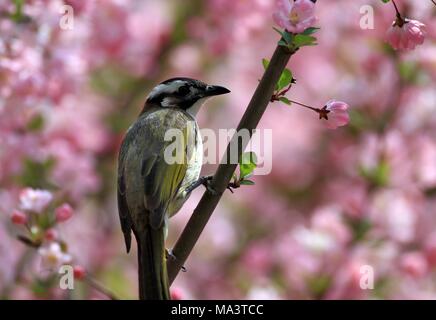 March 30, 2018 - Huai'An, Huai'an, China - Huai'an, CHINA-30th March ...