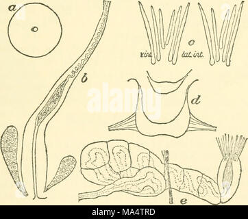 . Enchytræidæ of the west coast of North America. Enchytraeidae ...