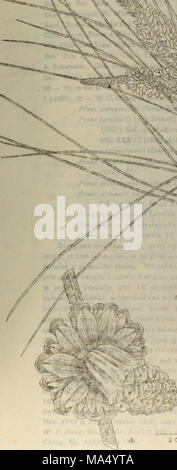 e mei zhi wu zhi Stock Photo - Alamy