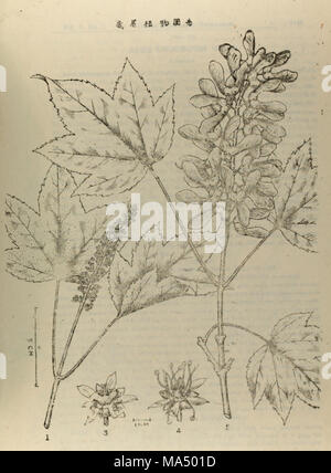 e mei zhi wu tu Stock Photo - Alamy