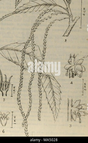 e mei zhi wu tu Stock Photo - Alamy